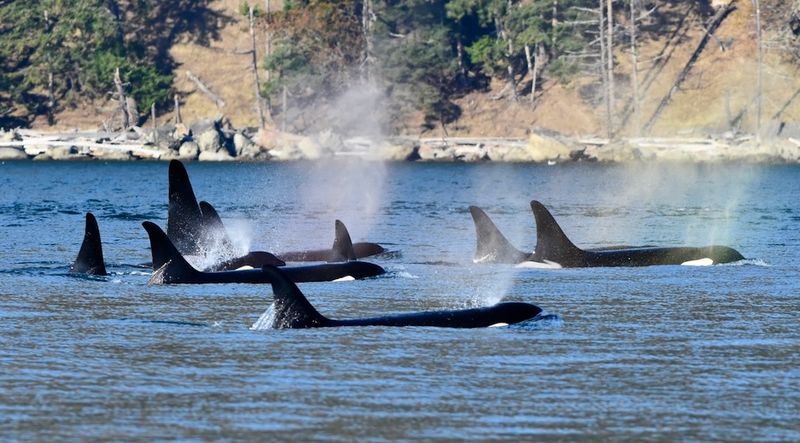 Southern Resident killer whales | Orca Behavior Institute